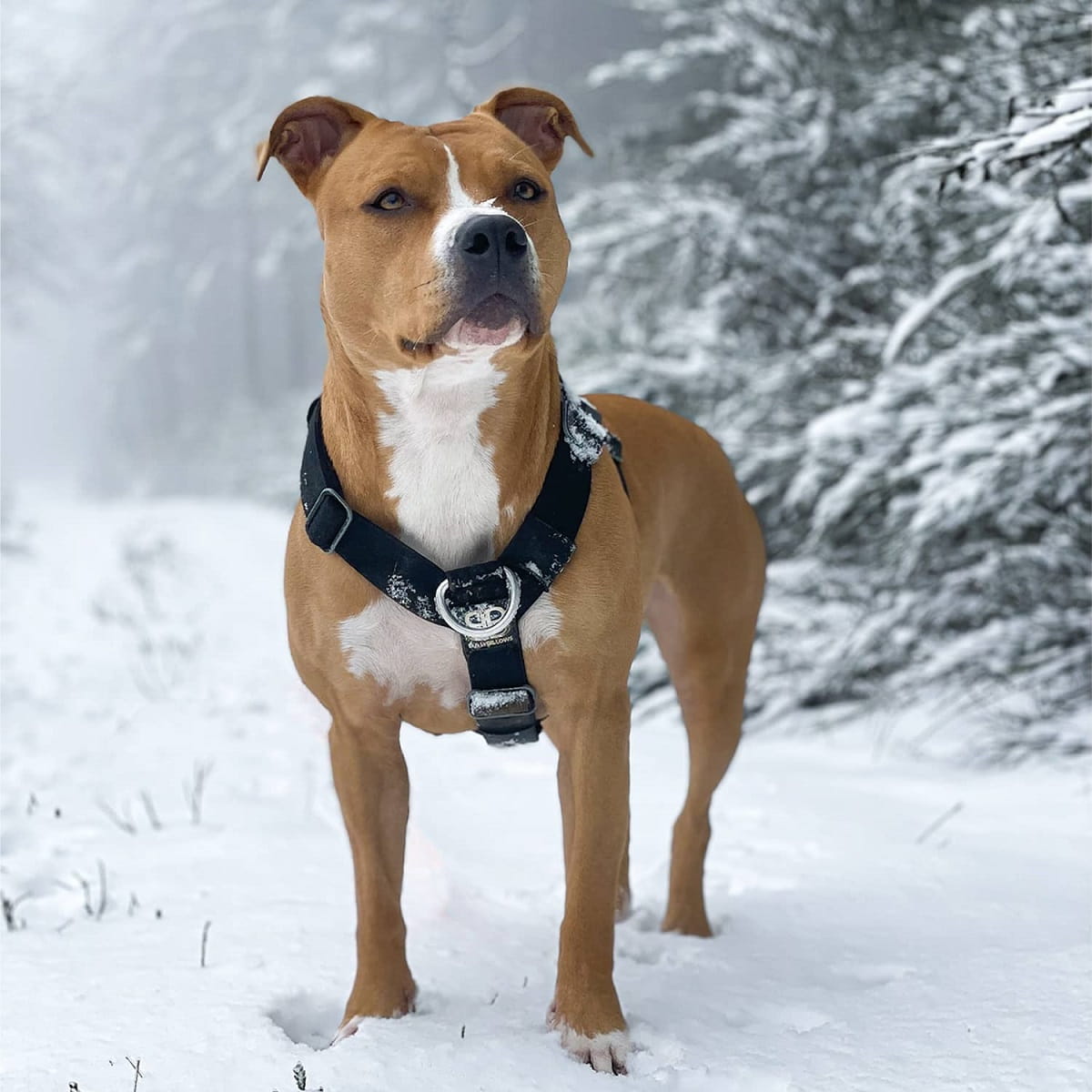 TRI-Harnesses® Anti-Pull BULLYBILLOWS szelki easy walk dla psa burgund ...